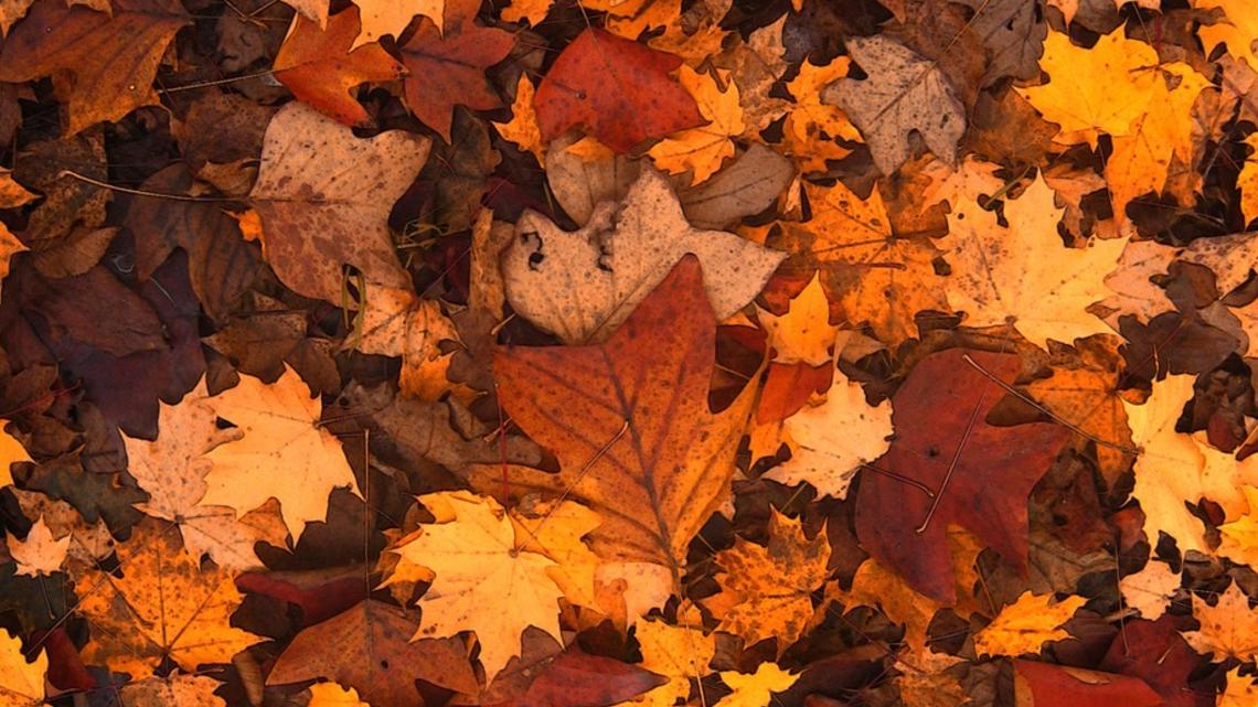 Exciting fall weather changes are on the way in South Carolina | wltx.com