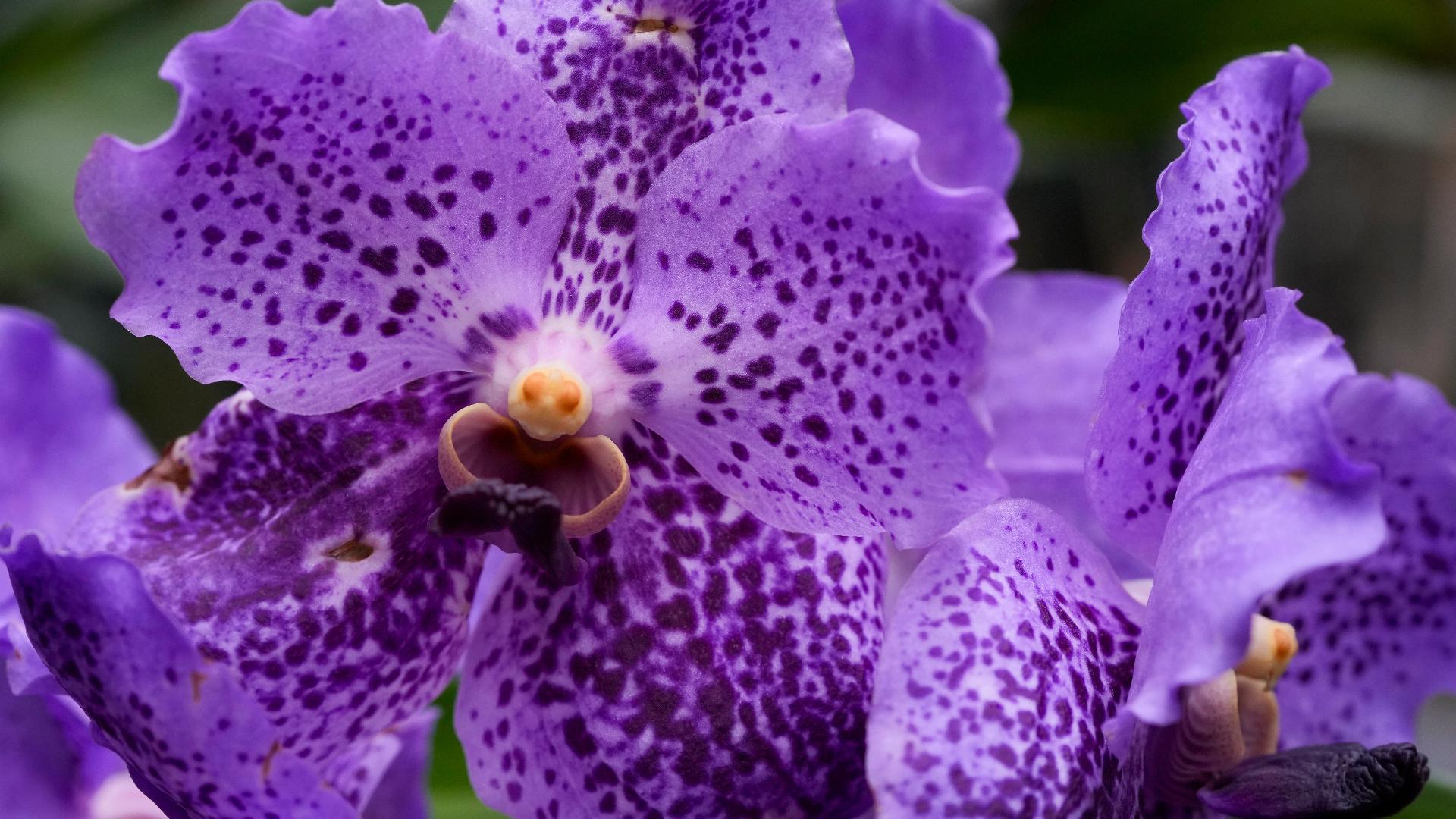 Have a blooming fun weekend: Plant shows & sales dominate the weekend ...