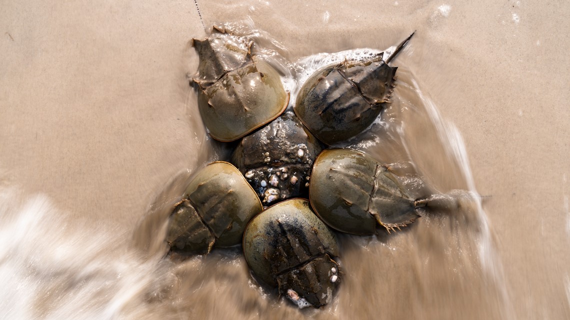 Harvest of horseshoe crabs shut down during spawning season | wltx.com