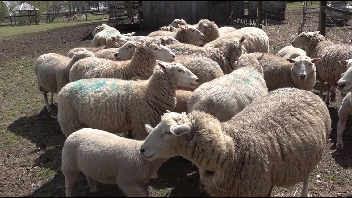 Old McCaskill's Farm's Sheep Shearing Farm Day set for Saturday | wltx.com
