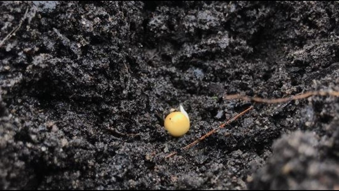 Which seeds to start planting in February for a summer garden | wltx.com