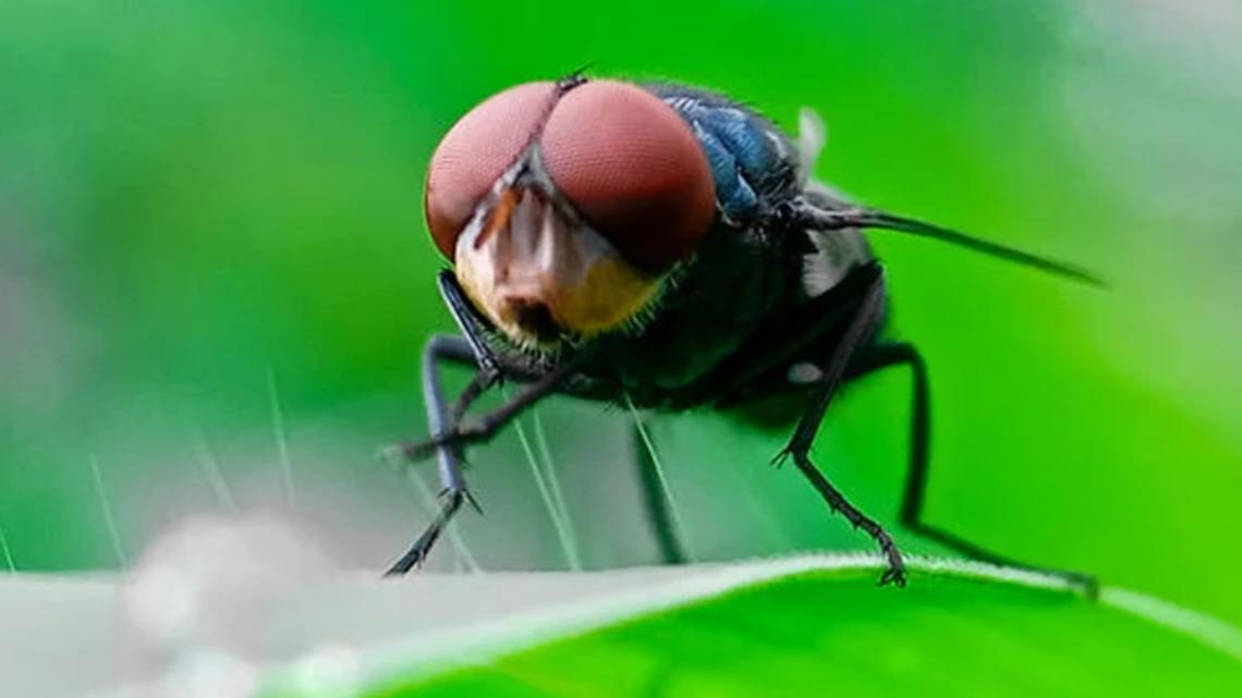 Texas officials warn of 'maneater' parasite threat from New World ...