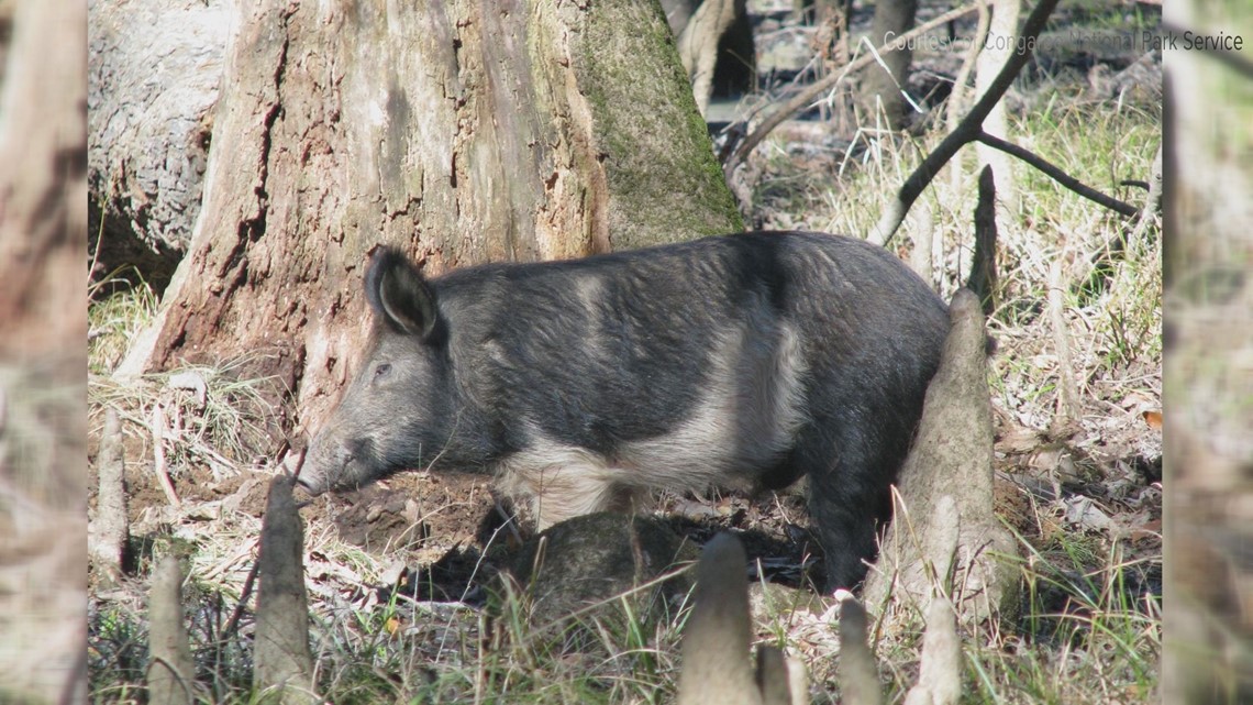 Congaree National Park working to manage number of feral hogs | wltx.com