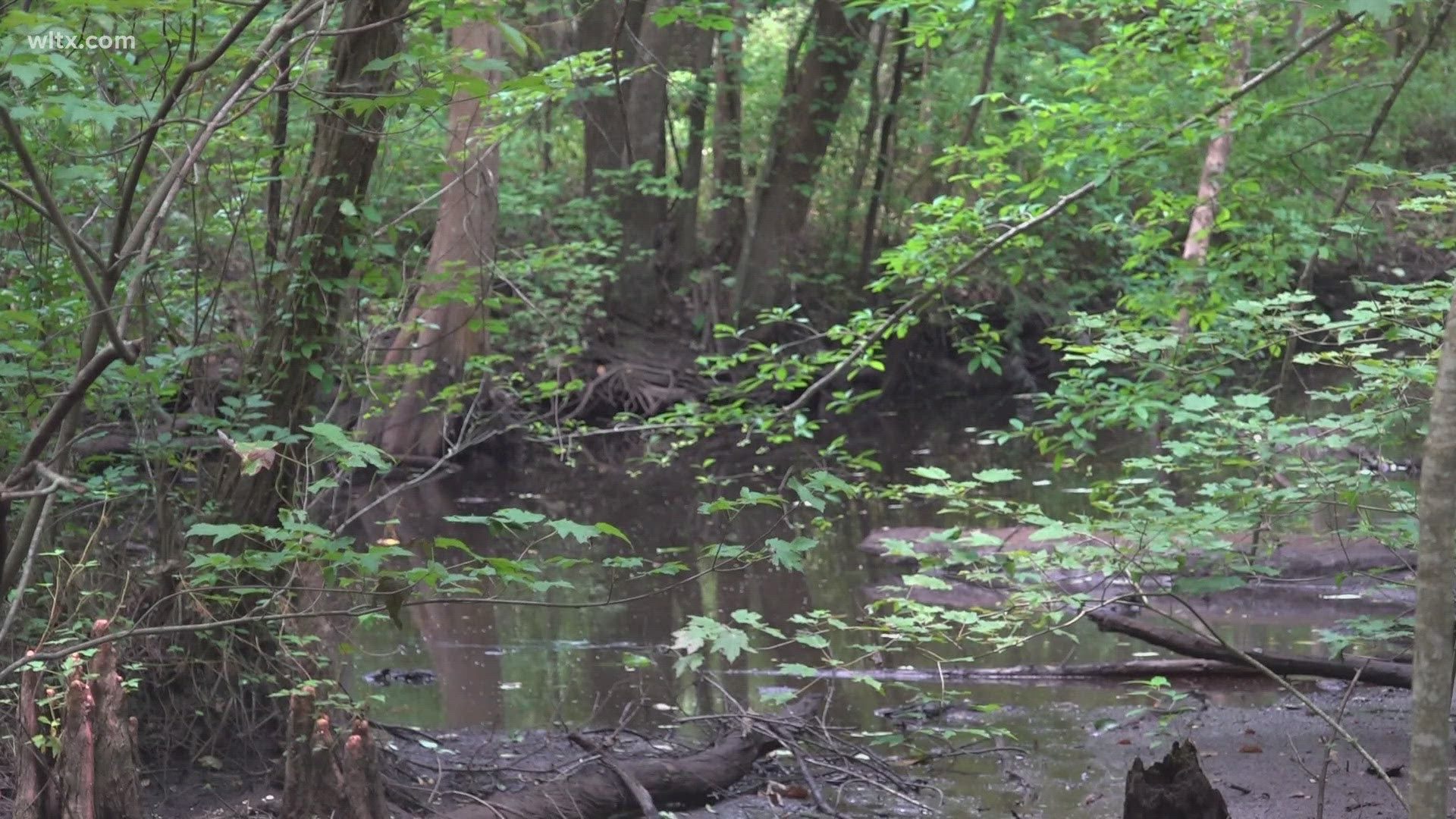 Pocotaligo River in Sumter tops PFAS levels in national water study ...