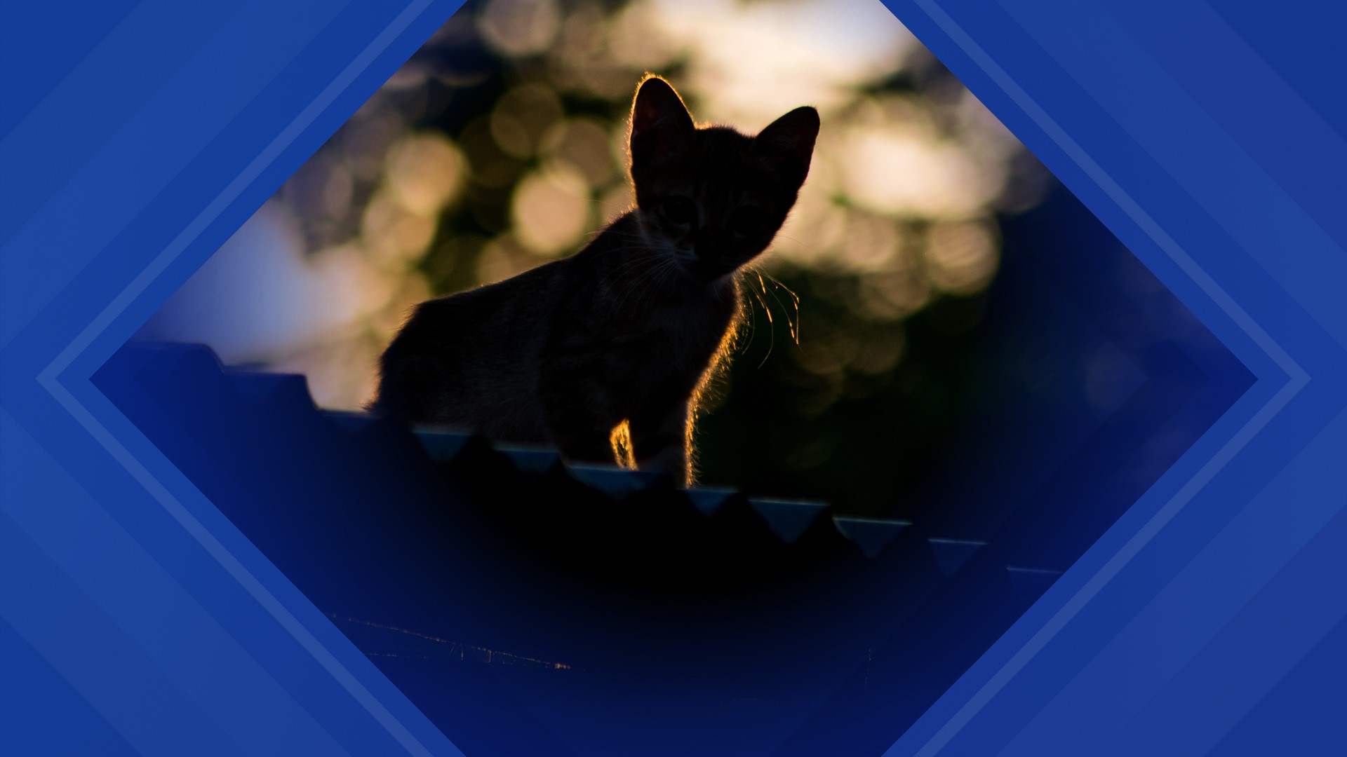 Pet cat found dead after being thrown off train by conductor | wltx.com