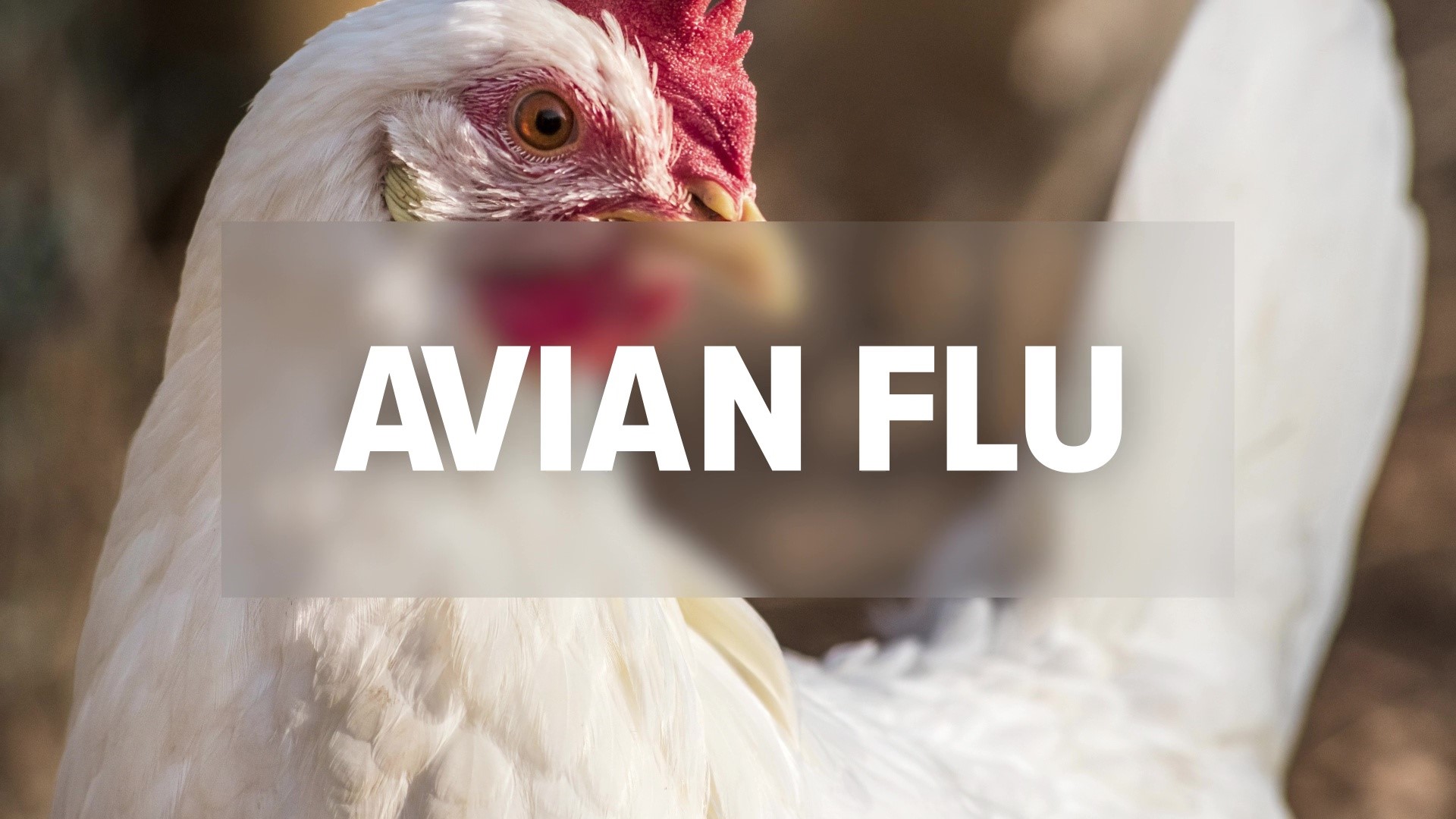 Avian flu found in Beaufort, South Carolina domestic bird flock | wltx.com