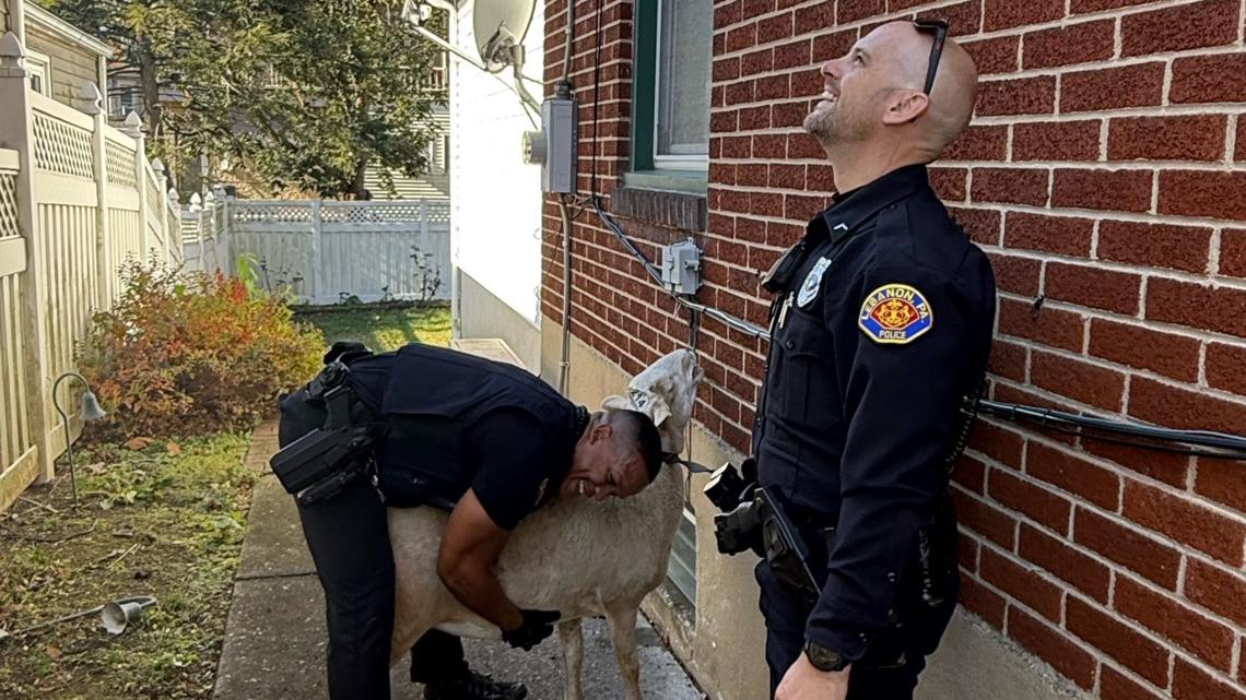 Sheep captured after low-speed chase through Lebanon | wltx.com