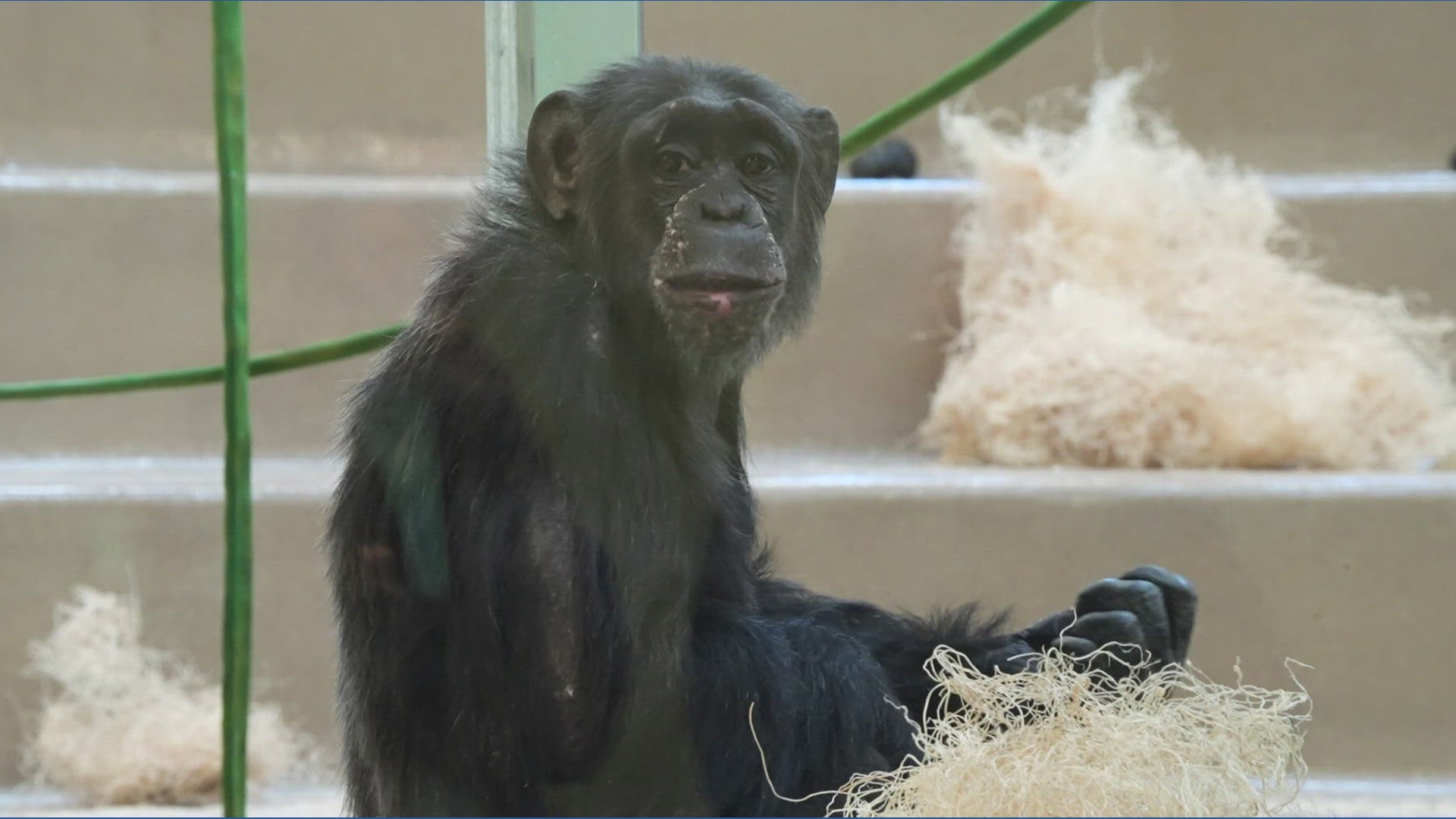 Chimpanzee returned to exhibit after escape at Indianapolis Zoo | wltx.com