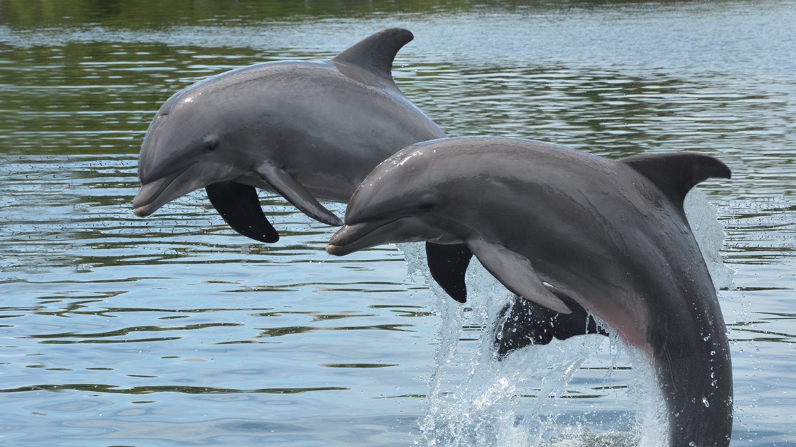 Dolphins shout at each other over human noise pollution | wltx.com