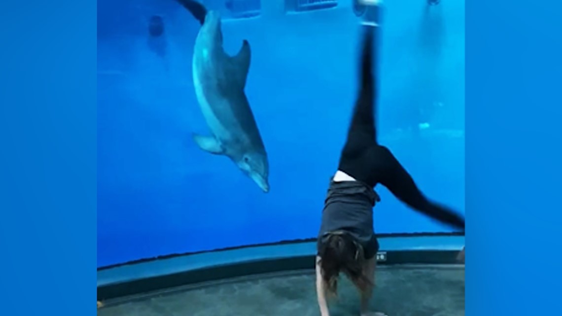 Dolphin does flips with cartwheeling woman at Indianapolis Zoo | wltx.com