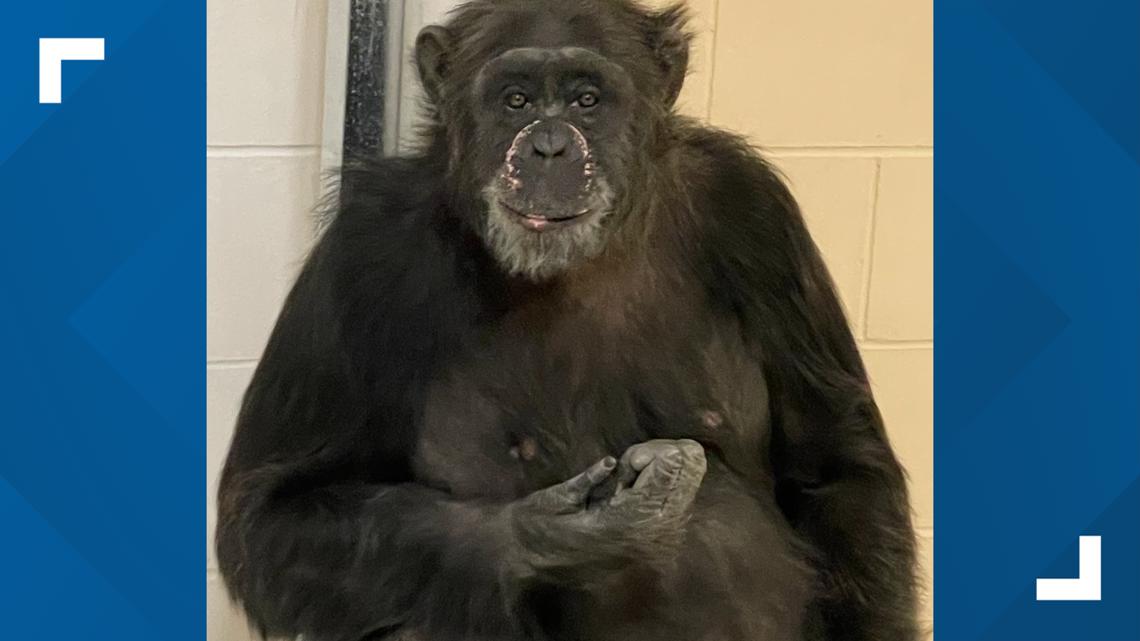 Chimpanzee returned to exhibit after escape at Indianapolis Zoo | wltx.com