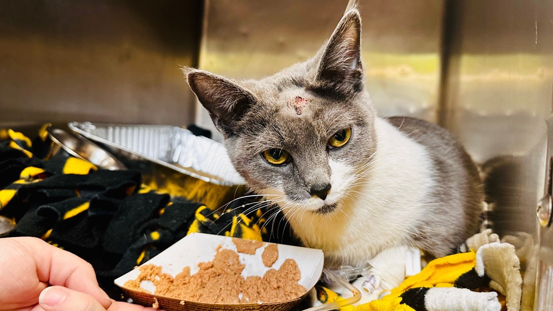IACS searching for person who stabbed cat | wltx.com