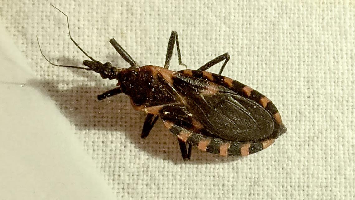 CDC warns kissing bugs in Indiana can spread deadly Chagas disease ...