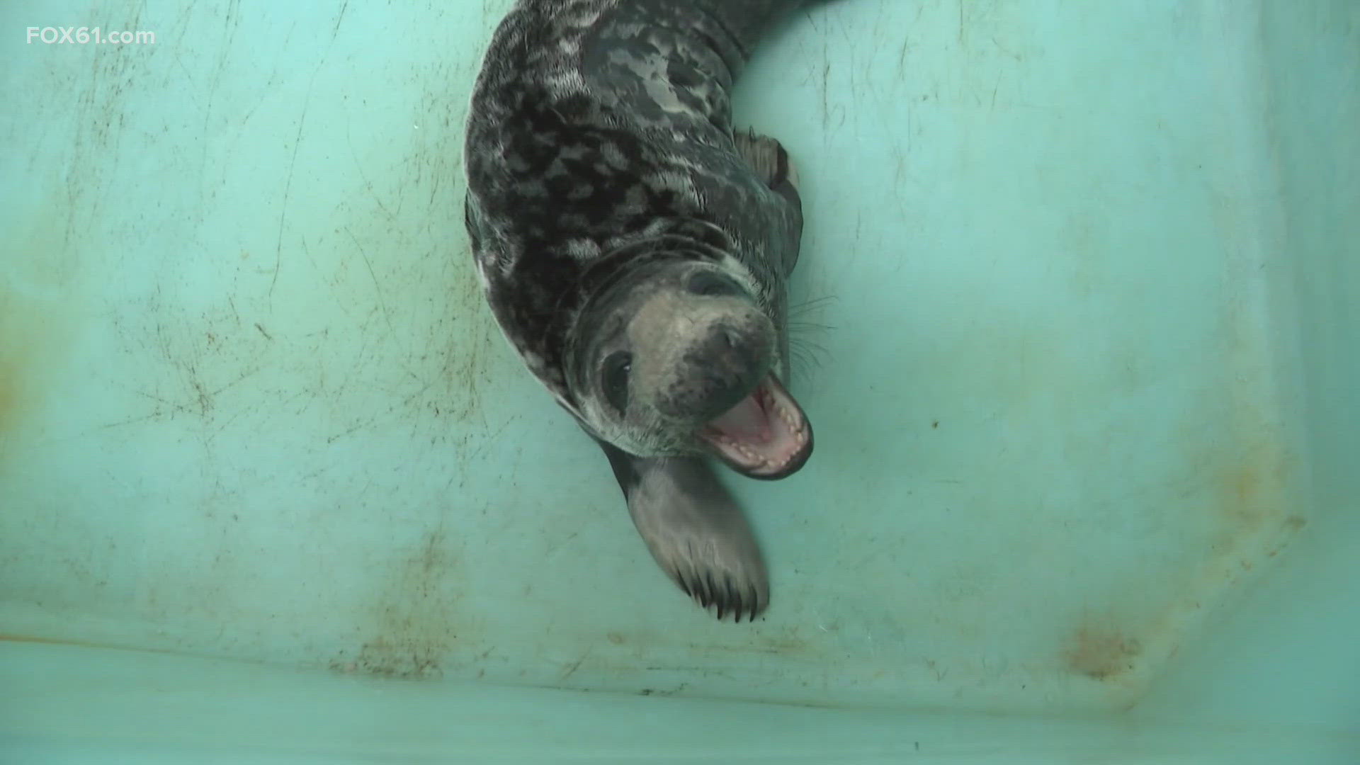 Seal pup Chappy, found and rescued in New Haven, has died: Mystic ...