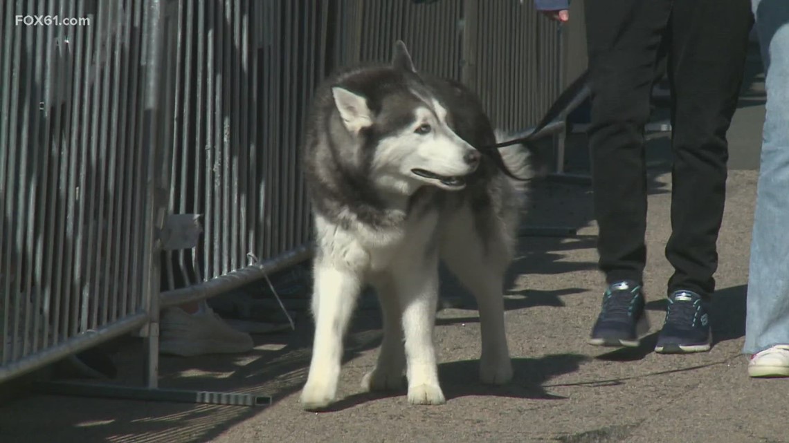 UConn mascot Jonathan flying to Houston for Final Four | wltx.com