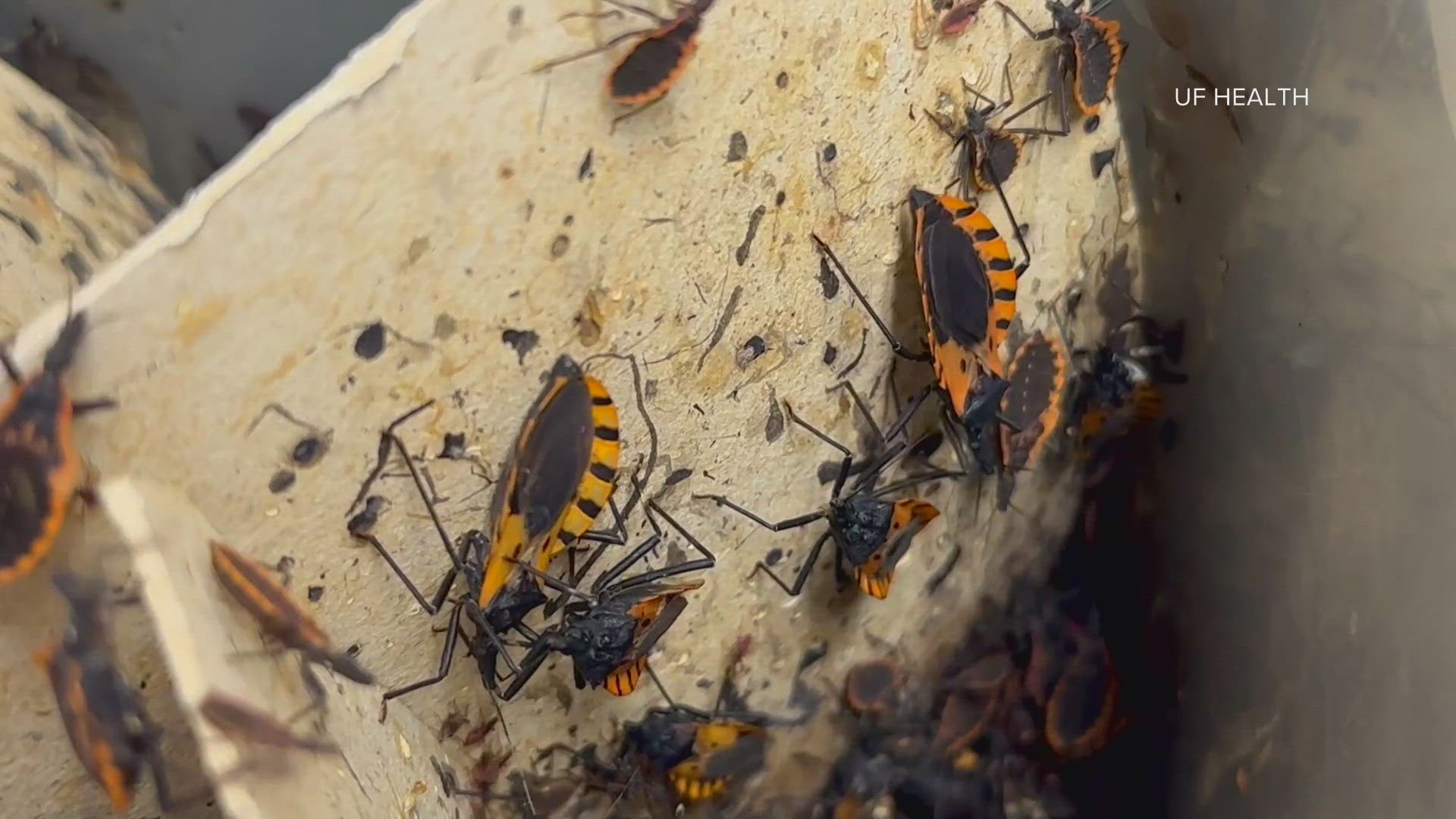 CDC warns kissing bugs in Indiana can spread deadly Chagas disease ...