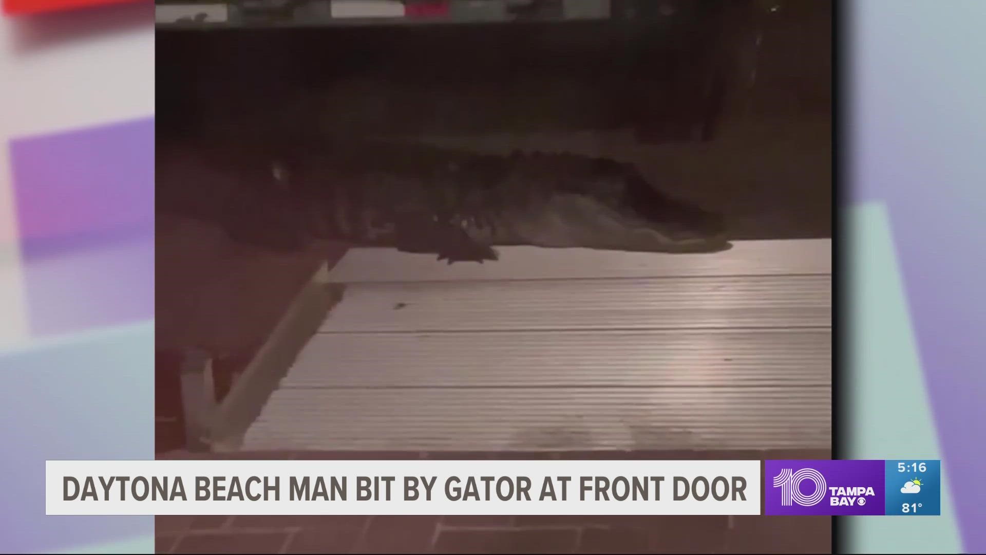 Florida man bitten by alligator after opening front door | wltx.com