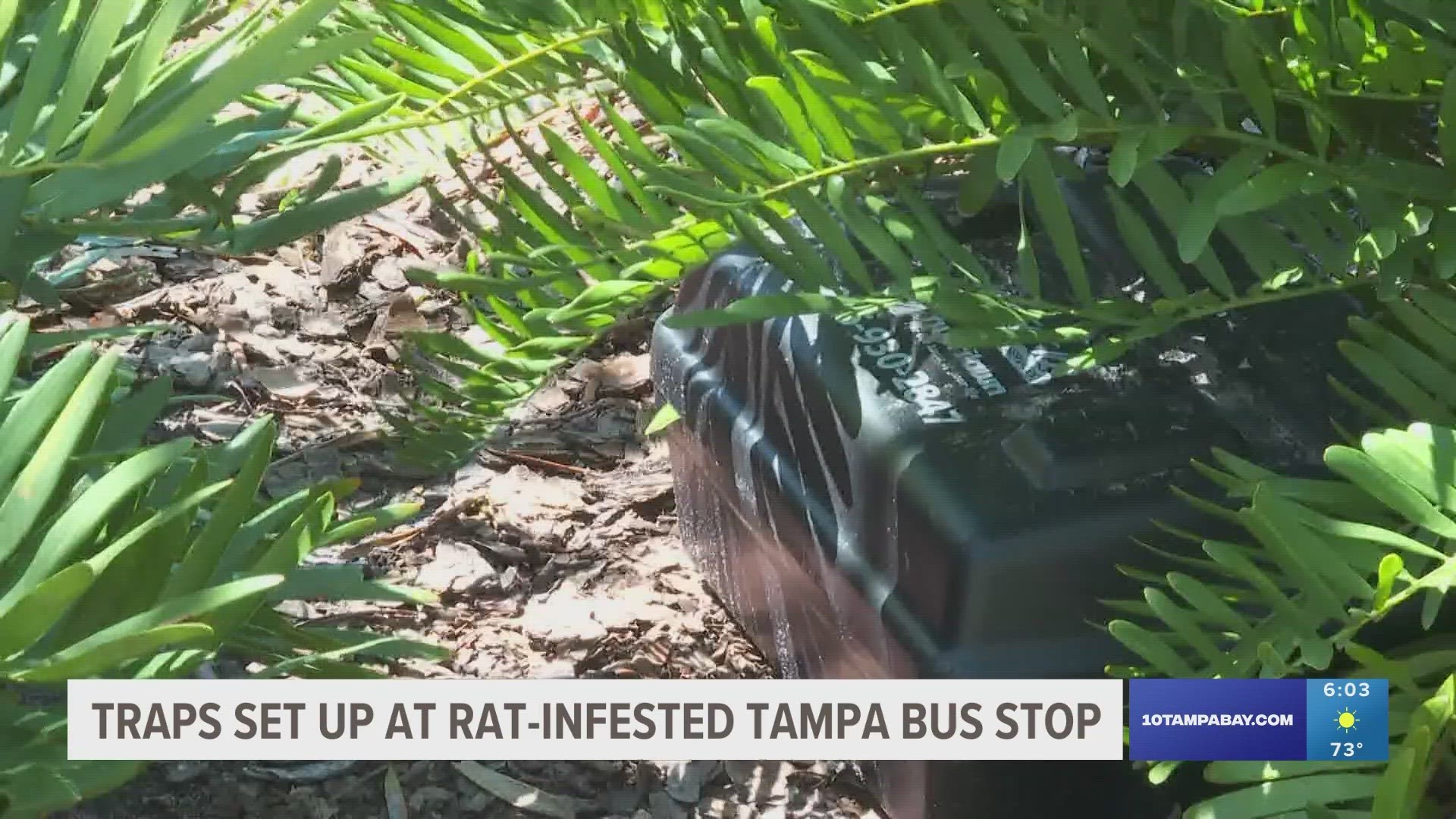 Rats build network of tunnels known as 'Ratlantis' in Tampa | wltx.com