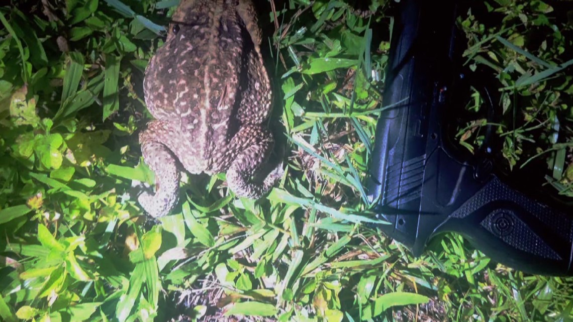 Man shoots over 100 invasive toxic toads in Florida community | wltx.com