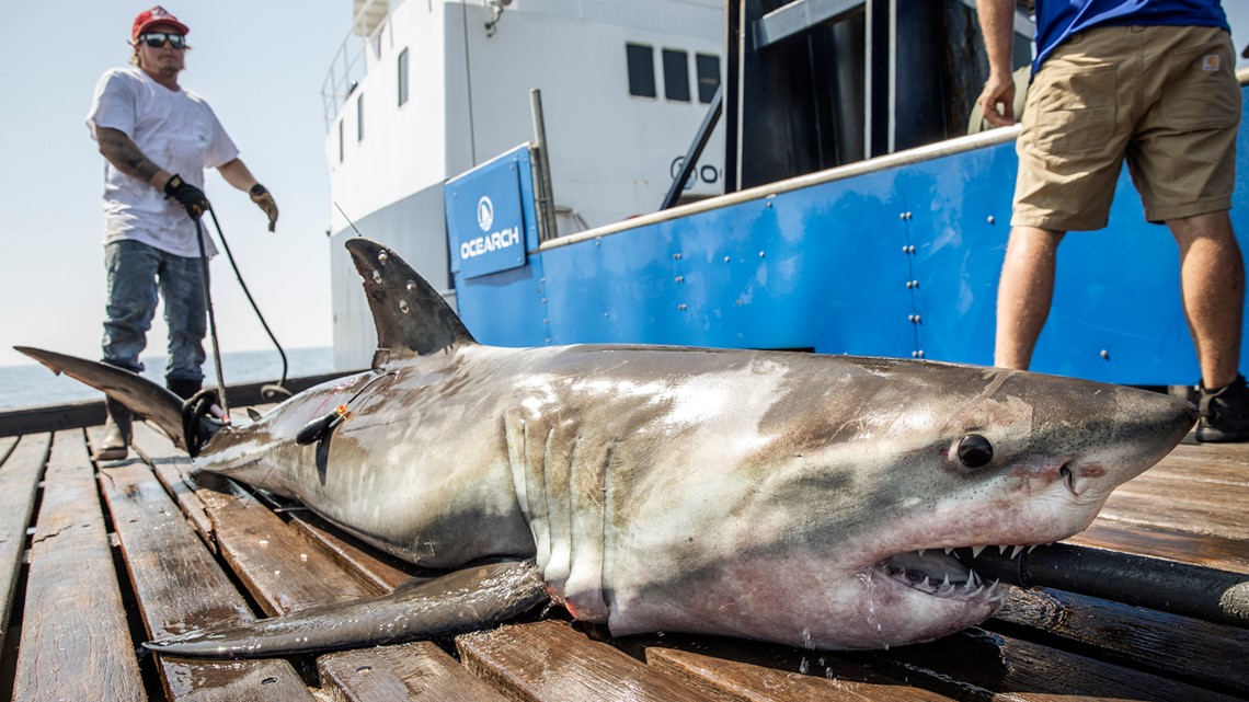 Can sharks help predict hurricanes? | wltx.com