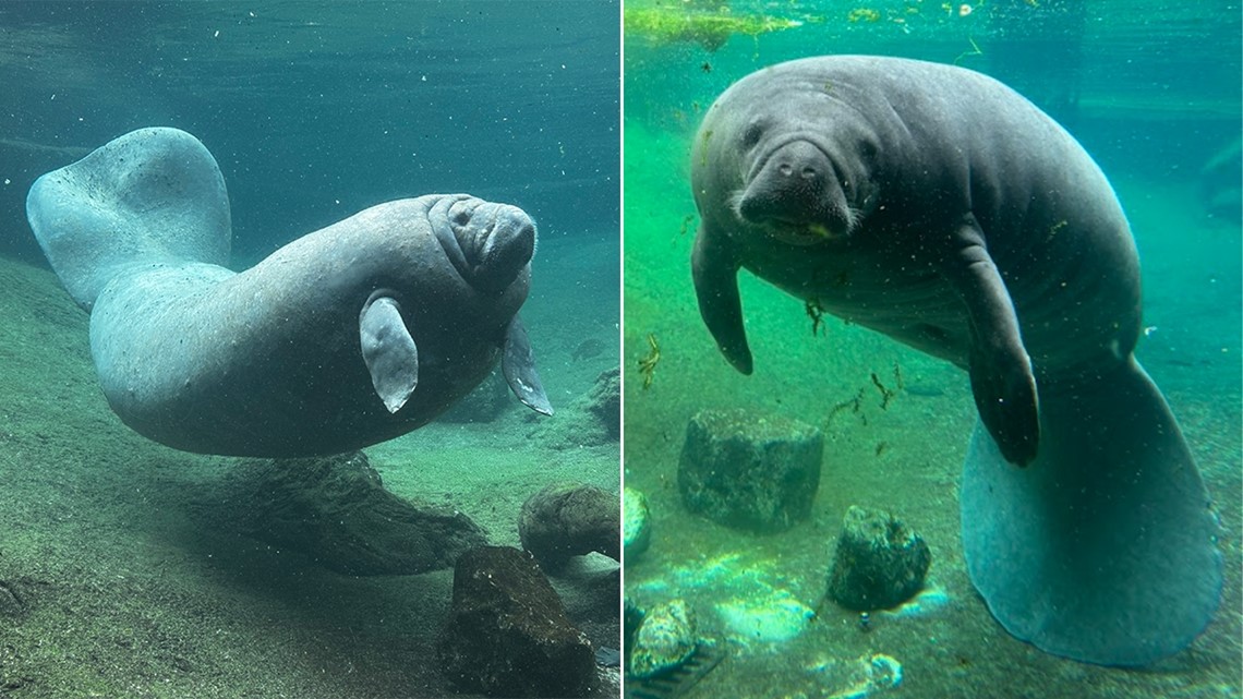 ZooTampa caring for 2 of Florida's oldest manatees | wltx.com
