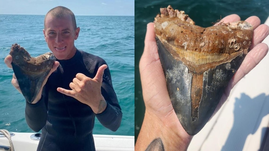 Florida diver finds megalodon tooth off Venice Beach | wltx.com