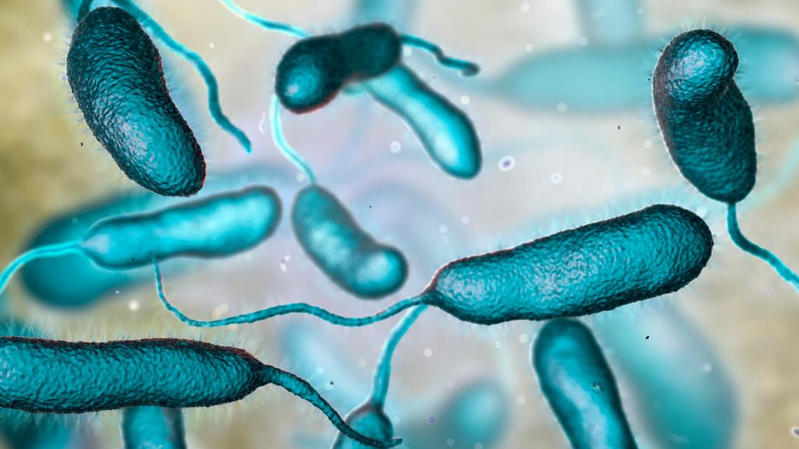 Flesh-eating bacteria at Florida beaches: What to know | wltx.com