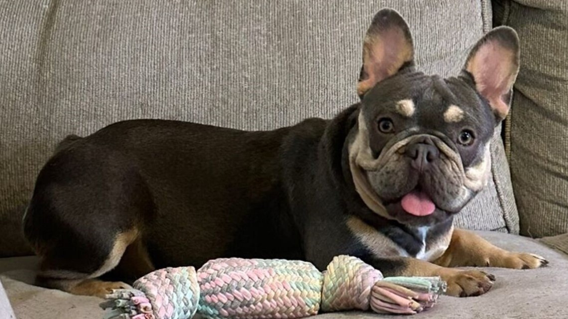 French bulldog safely recovered after theft by delivery driver | wltx.com