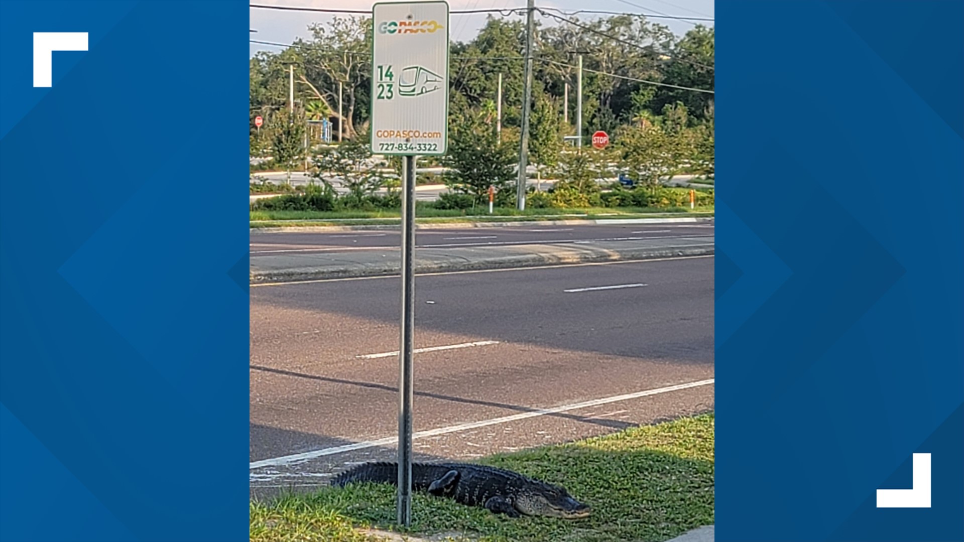 Alligator seen waiting at bus stop in New Port Richey | wltx.com