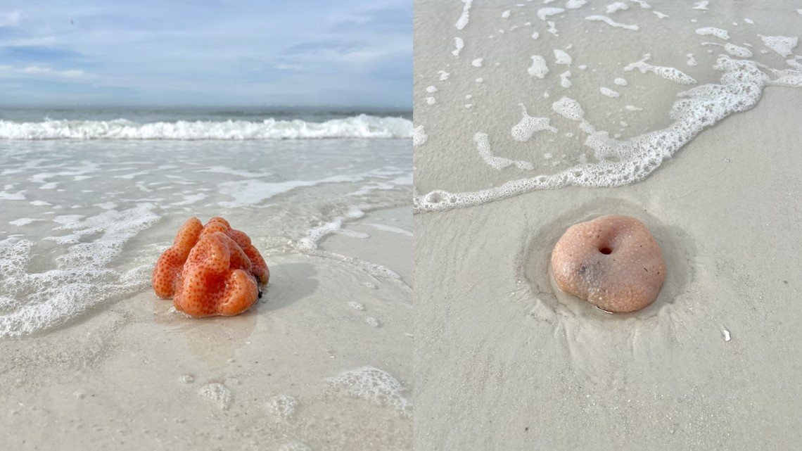 Sea porks spotted along Siesta Key Beach | wltx.com