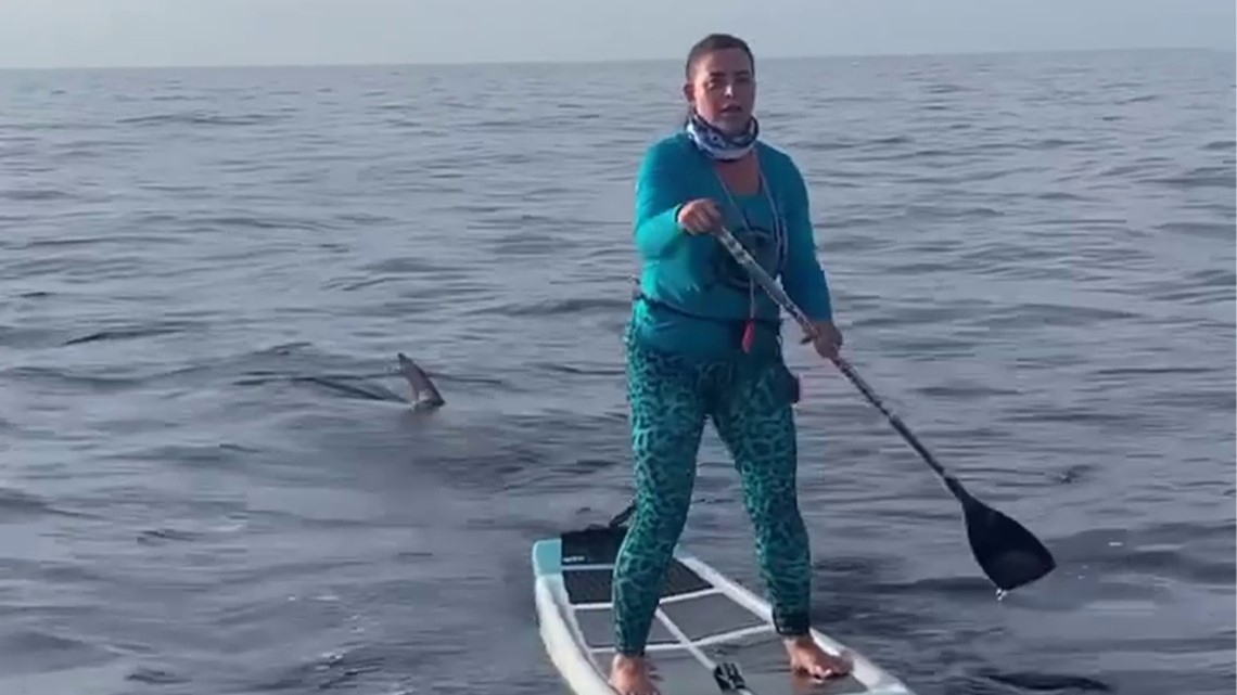 Woman has close encounter with hammerhead shark near Florida | wltx.com