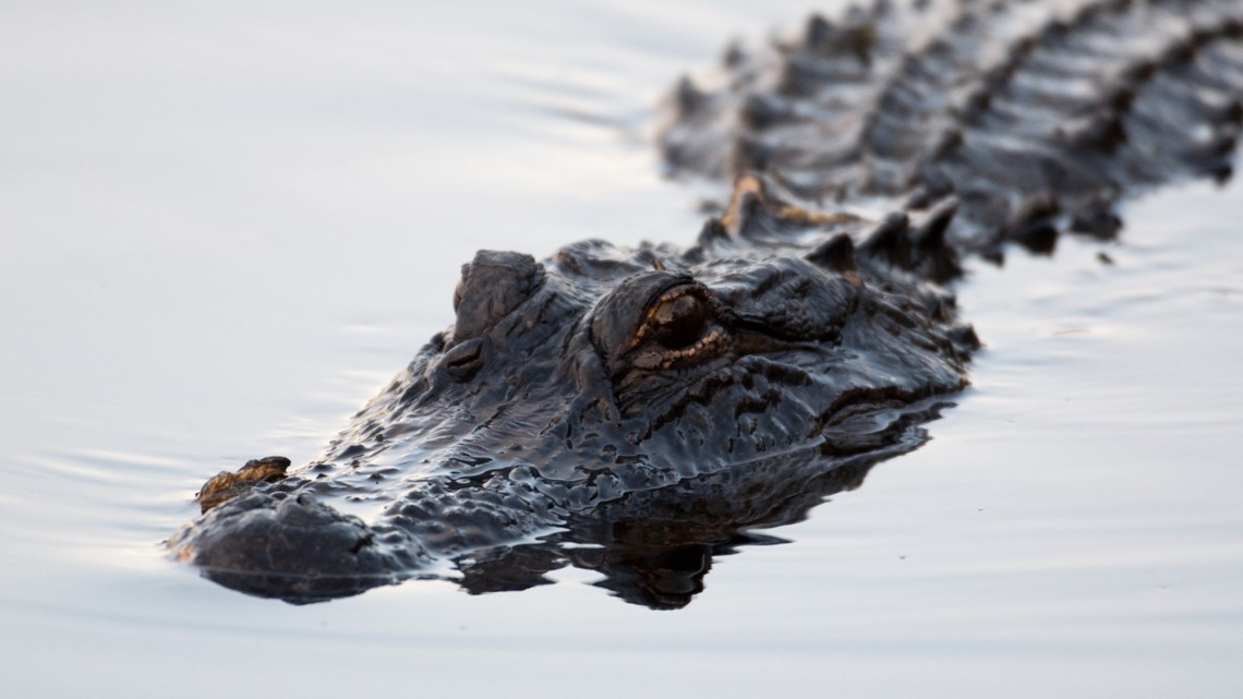 Florida man bitten by alligator after opening front door | wltx.com
