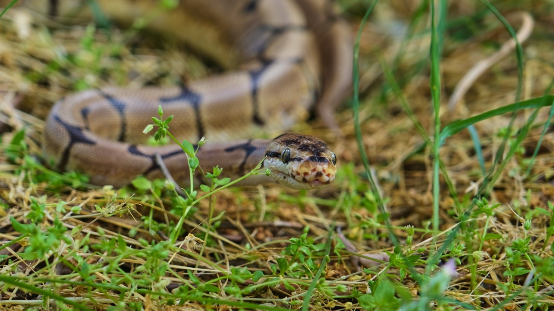 Tampa man spots python while taking out dogs for a walk | wltx.com