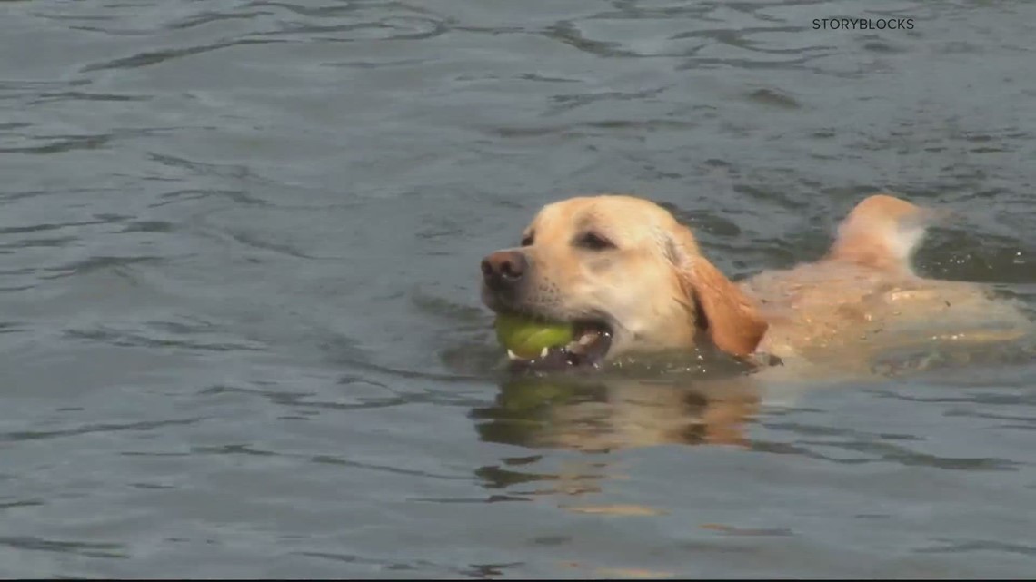 Safe swimming tips for dogs | wltx.com