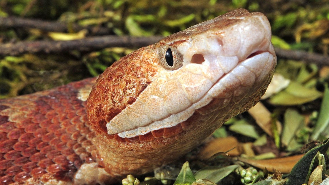 Copperhead bite in 2017 leaves a Virginia woman disabled | wltx.com