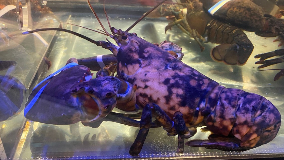 Rare calico lobster dies at Virginia museum | wltx.com