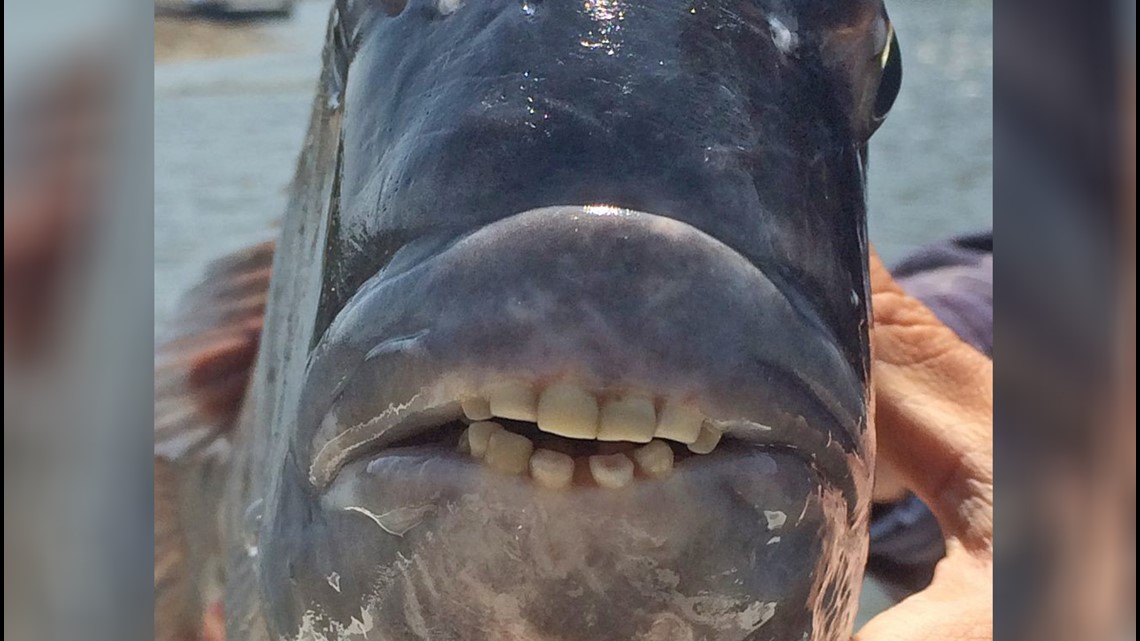 Fish with human-like teeth caught in South Carolina | wltx.com