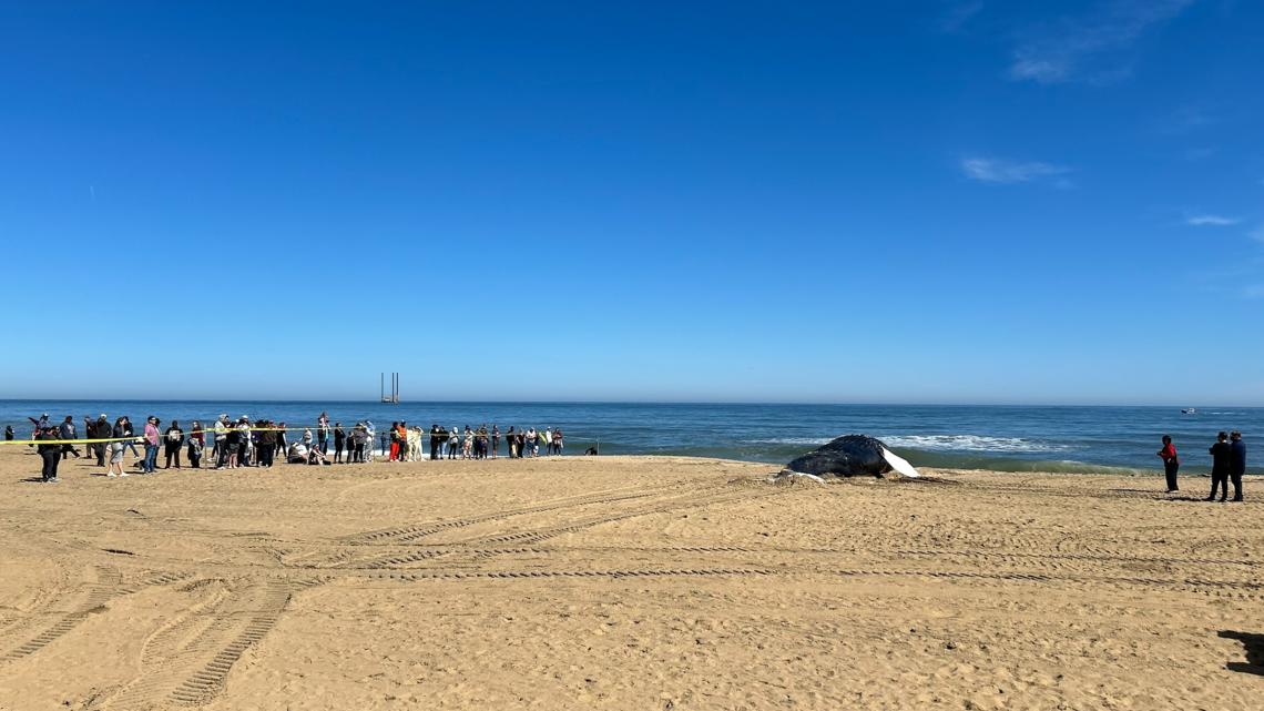 Whale found at Virginia Beach's Oceanfront | wltx.com