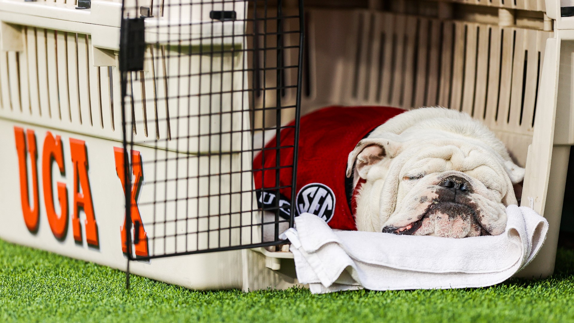 Bulldog mascot Uga X, Que, dies | wltx.com