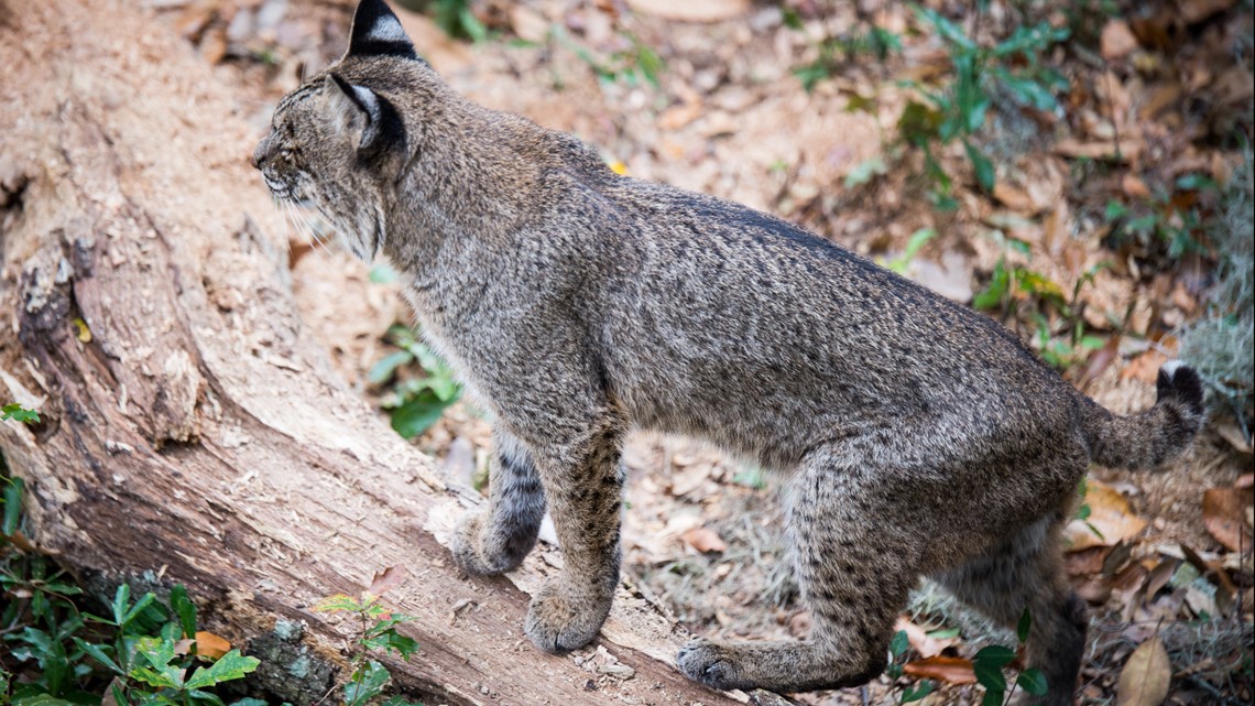 Bobcat attack on children reported Athens Georgia area | wltx.com