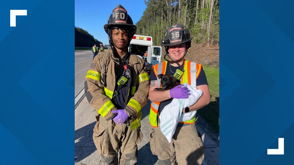 Troup County firefighters rescue puppy from I-85 crash | wltx.com